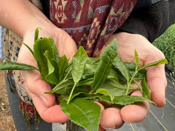 Michigan Tea Lovers Collection - Light of Day Organics